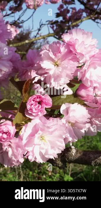 Pink cherry blossoms are in full bloom, showcasing their vibrant colors ...