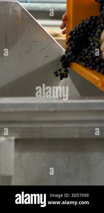 Grapes are being poured into a processing machine at a winery. The ...