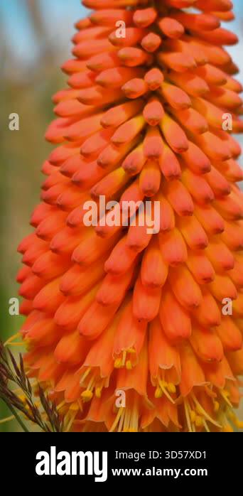 Beautiful clusters of orange flowers bloom in a lush garden under clear ...
