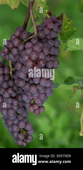 Bunches of ripe purple grapes hang from vines in a lush vineyard. The ...