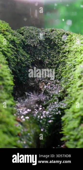 Water flows gently over moss-covered rocks in a vibrant forest ...