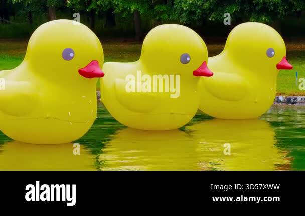 Giant inflatable yellow ducks on a lake for the annual festival in ...