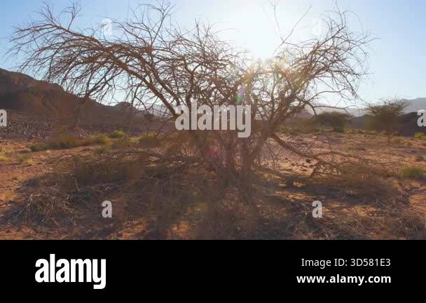 Tree in southern desert Stock Videos & Footage - HD and 4K Video Clips ...