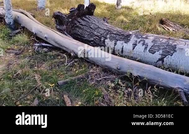 A person hiking through a yellow Quaking Aspen, Populus tremuloides ...