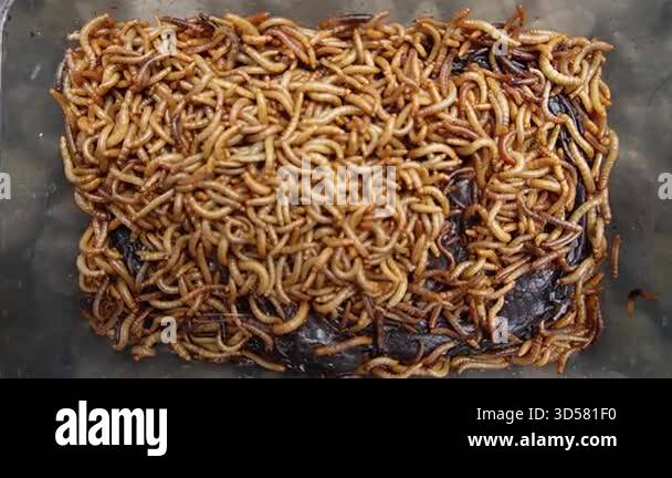 mealworms eating snake babycobra decomposition nature wildlife macro ...