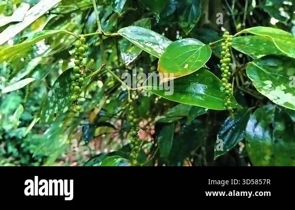 Close-up of a green pepper plant (Piper nigrum) with unripe peppercorns ...