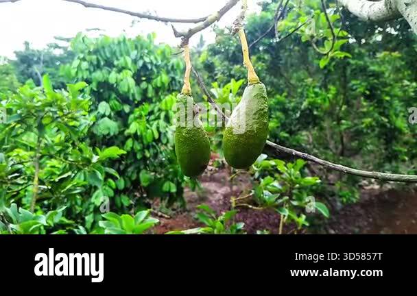 Close-up view of fresh green avocados hanging from a tree branch ...