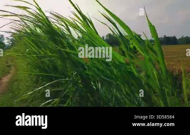 Tall wild grass with thin white seed heads growing in a rural field ...