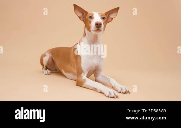 Adorable ibizan hound with large ears lying down against a tan ...