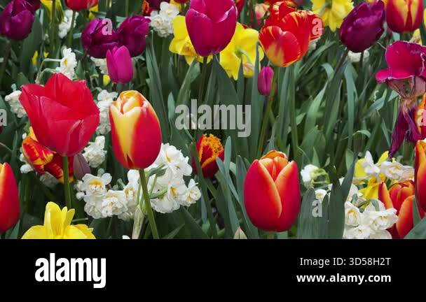 Colorful growing red tulips and yellow daffodils flowerbed in spring ...