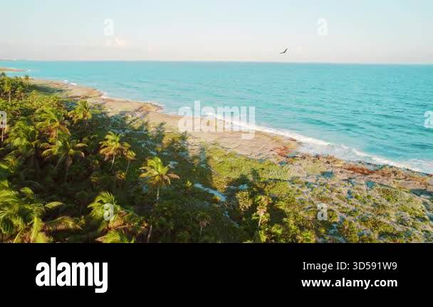 Bird flying above rocky tropical coastline with palm trees and sea in ...