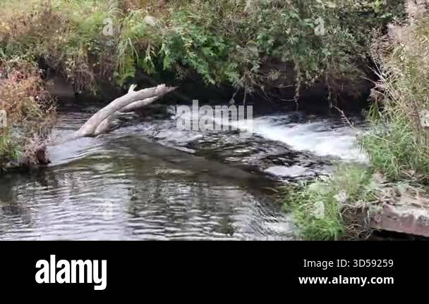 Flowing water with rocks and greenery surrounding stream Stock Video ...