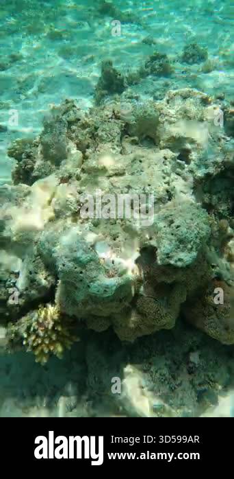 Underwater coral reef with sunlit ocean floor Stock Video Footage - Alamy