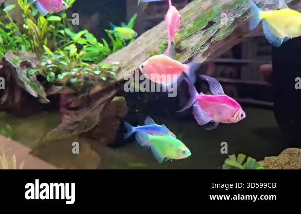 A vibrant group of fluorescent colorful glofish swim in a aquarium. A ...