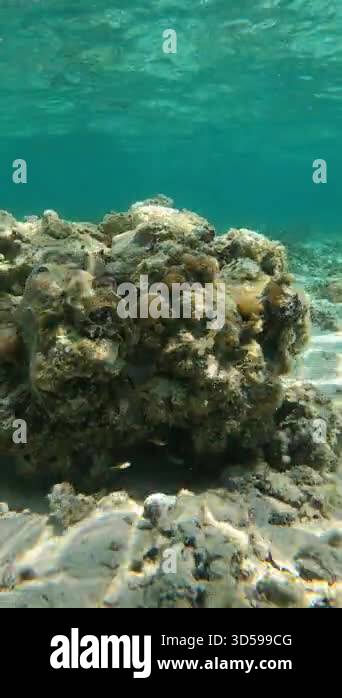 Underwater coral reef with clear blue water Stock Video Footage - Alamy