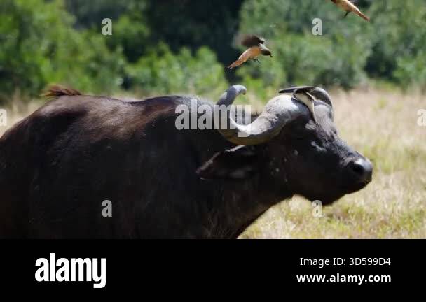 African buffalo shaking head to dislodge red-billed oxpeckers at Ol ...