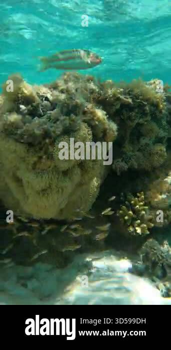 Underwater coral reef with small colorful fish Stock Video Footage - Alamy