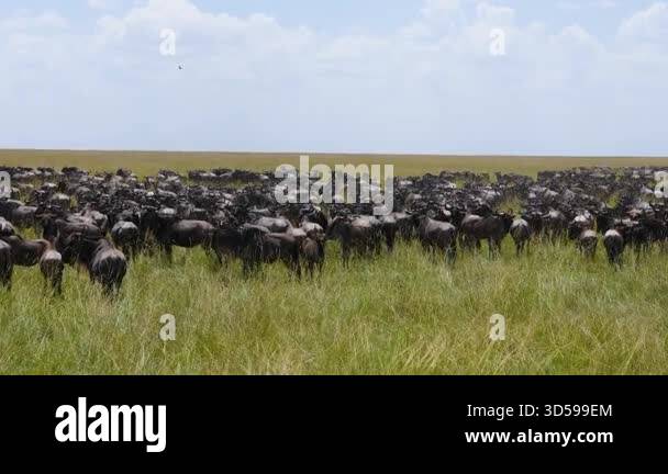 Vast herd of wildebeest gathering on green grassland plains during the ...