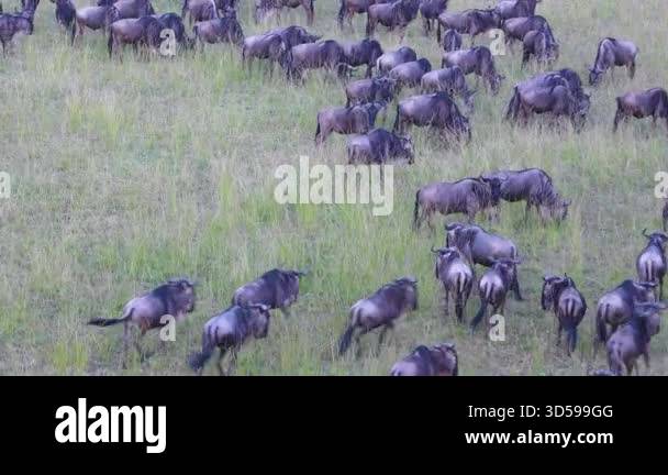Tourists in hot air balloon watch wildebeest herd running over ...