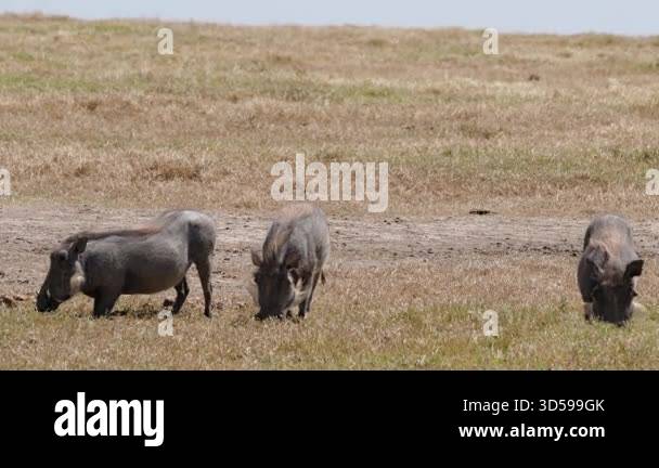 Three warthogs Stock Videos & Footage - HD and 4K Video Clips - Alamy
