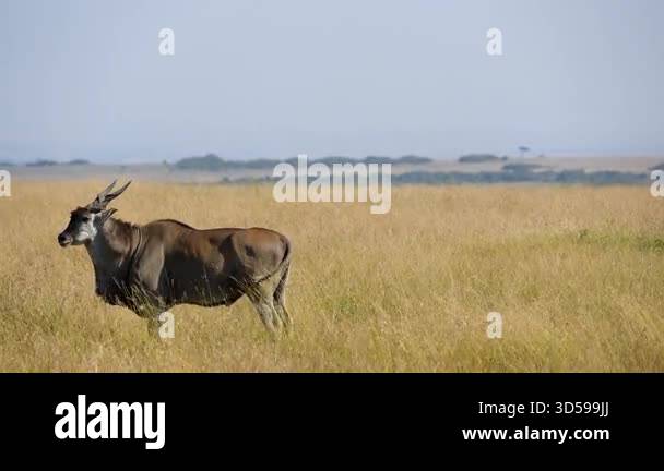 Male common eland stands Stock Videos & Footage - HD and 4K Video Clips ...
