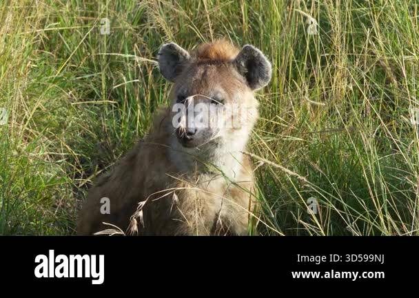A spotted hyena sits camouflaged in tall grass up to its head in Maasai ...