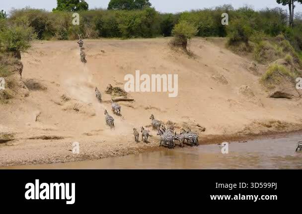 Zebras of the Great Migration scramble and run out of the river water ...