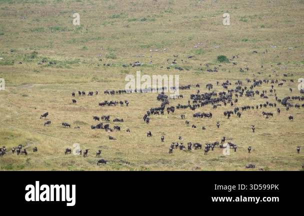 A wide shot shows a colossal herd of blue wildebeest grazing and slowly ...