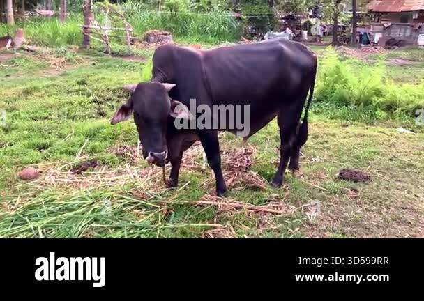 A cow grazes in tropical Asia in the Philippines, surrounded by palm ...