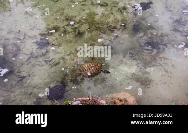 Red-eared turtle swims in a pond and basks in the sun. High quality 4k ...