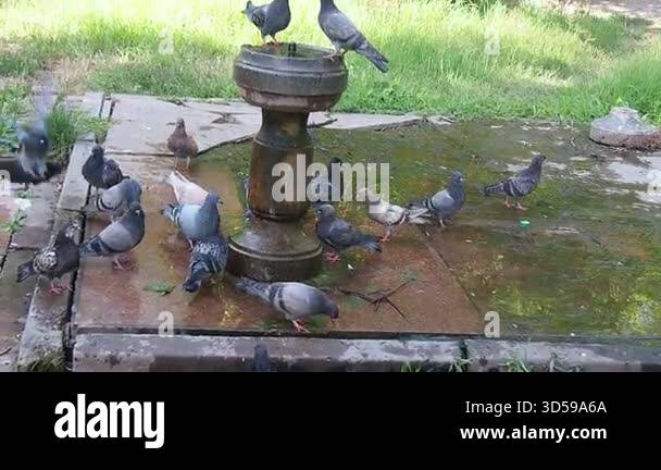 Close-up of pigeons drinking and walking around a small water fountain ...