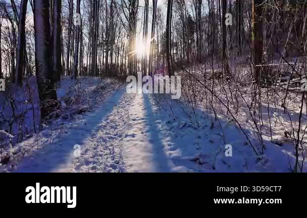 Snowy woodland trail, bright winter landscape featuring snowfilled ...