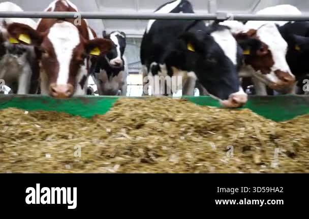 Long row of cattle chewing silage at milk factory. Curious cows look ...