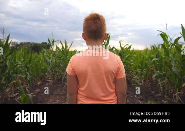 Rear view of little red-haired boy standing at corn field and enjoying ...