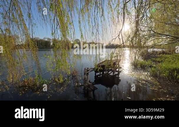 Willow setting sun Stock Videos & Footage - HD and 4K Video Clips - Alamy