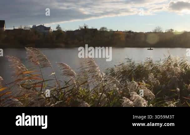 Golden reeds by the river sway gently in the wind, glowing beautifully ...