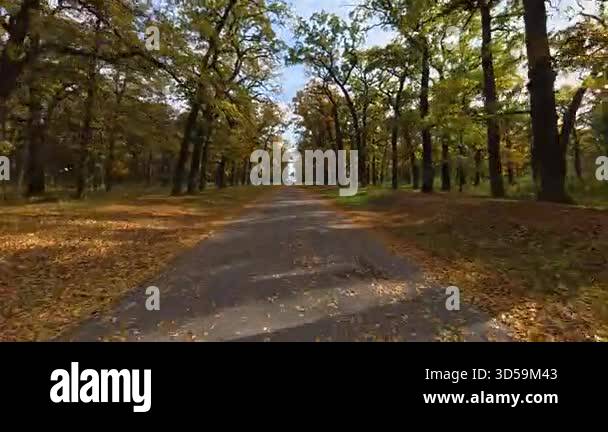 A bike ride along an asphalt road covered with fallen oak leaves in a ...
