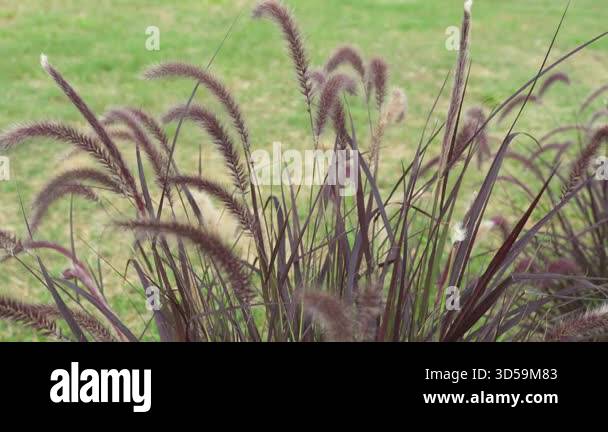 Ornamental grass with fuzzy purple plumes in a landscaped yard. High ...