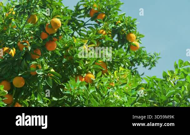 Wide view of a fruit-bearing orange tree under a clear blue sky. Sunlit ...