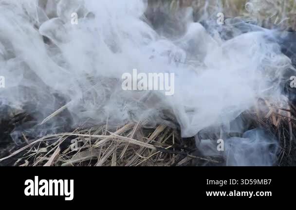 puffs of gray smoke from burning dry rice plants (5 Stock Video Footage ...