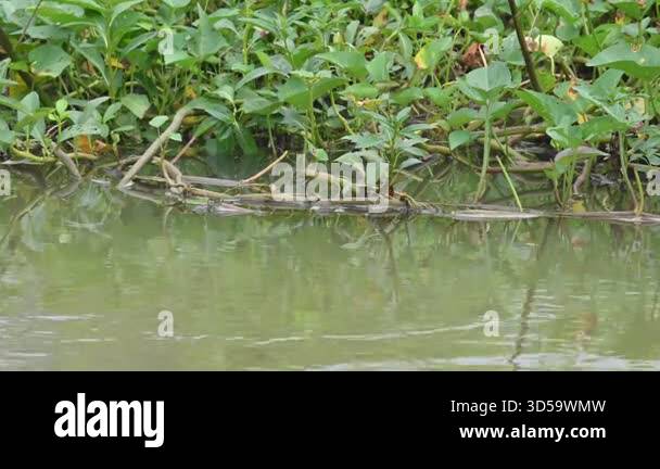 Water spinach in river bank. Its other common namesIpomoea aquatica and ...
