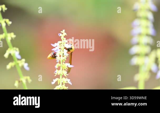 Delta conoideum ormason wasp sucking juice of flower. It is aspeciesof ...