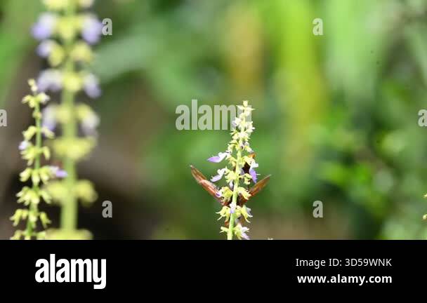 Delta conoideum ormason wasp sucking juice of flower. It is aspeciesof ...