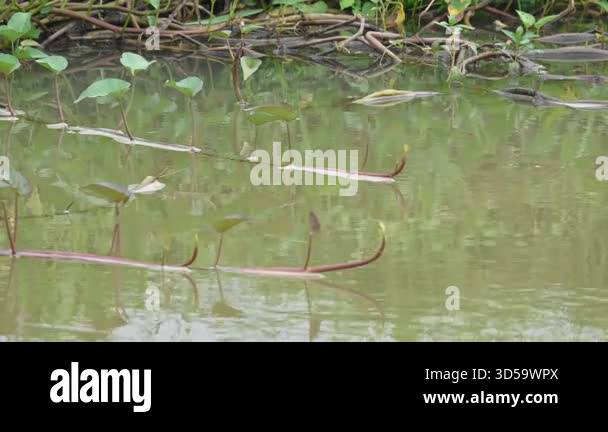 Water spinach in river bank. Its other common namesIpomoea aquatica and ...