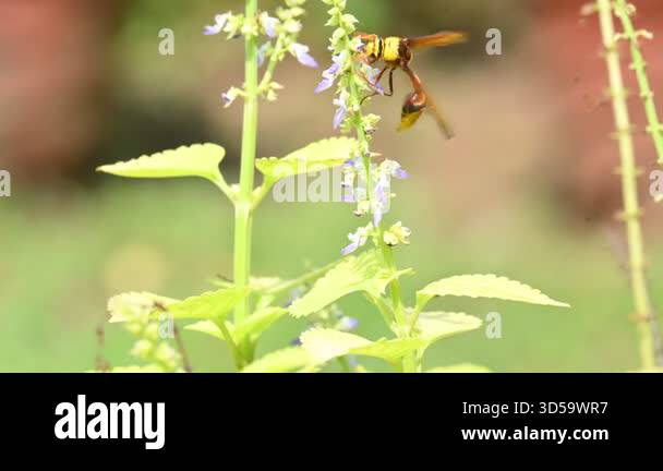 Delta conoideum ormason wasp sucking juice of flower. It is aspeciesof ...