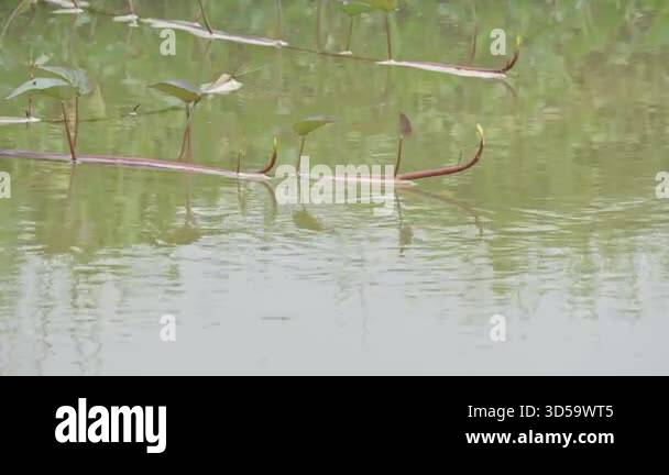 Water spinach in river bank. Its other common namesIpomoea aquatica and ...