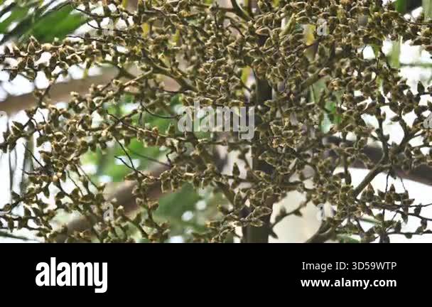 Bactris gasipaes flowers in the tree. Its common names Chontaduro tree ...