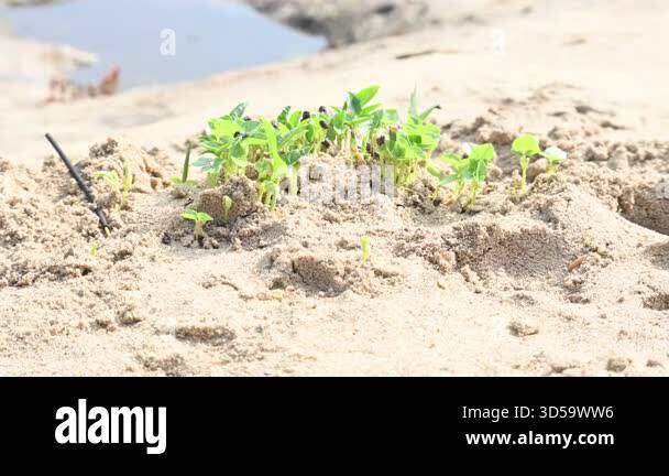 Macrotyloma uniflorum plants. Its common nameshorse gram,kulthi bean ...