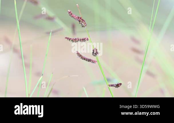 Echinochloa colona grass. Its common namejungle rice,wild rice,deccan ...