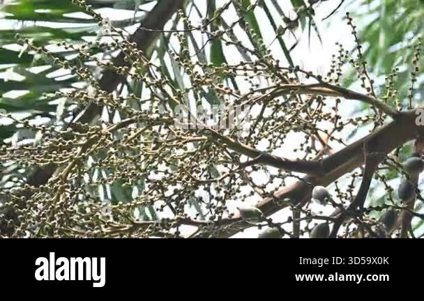 Bactris gasipaes flowers in the tree. Its common names Chontaduro tree ...